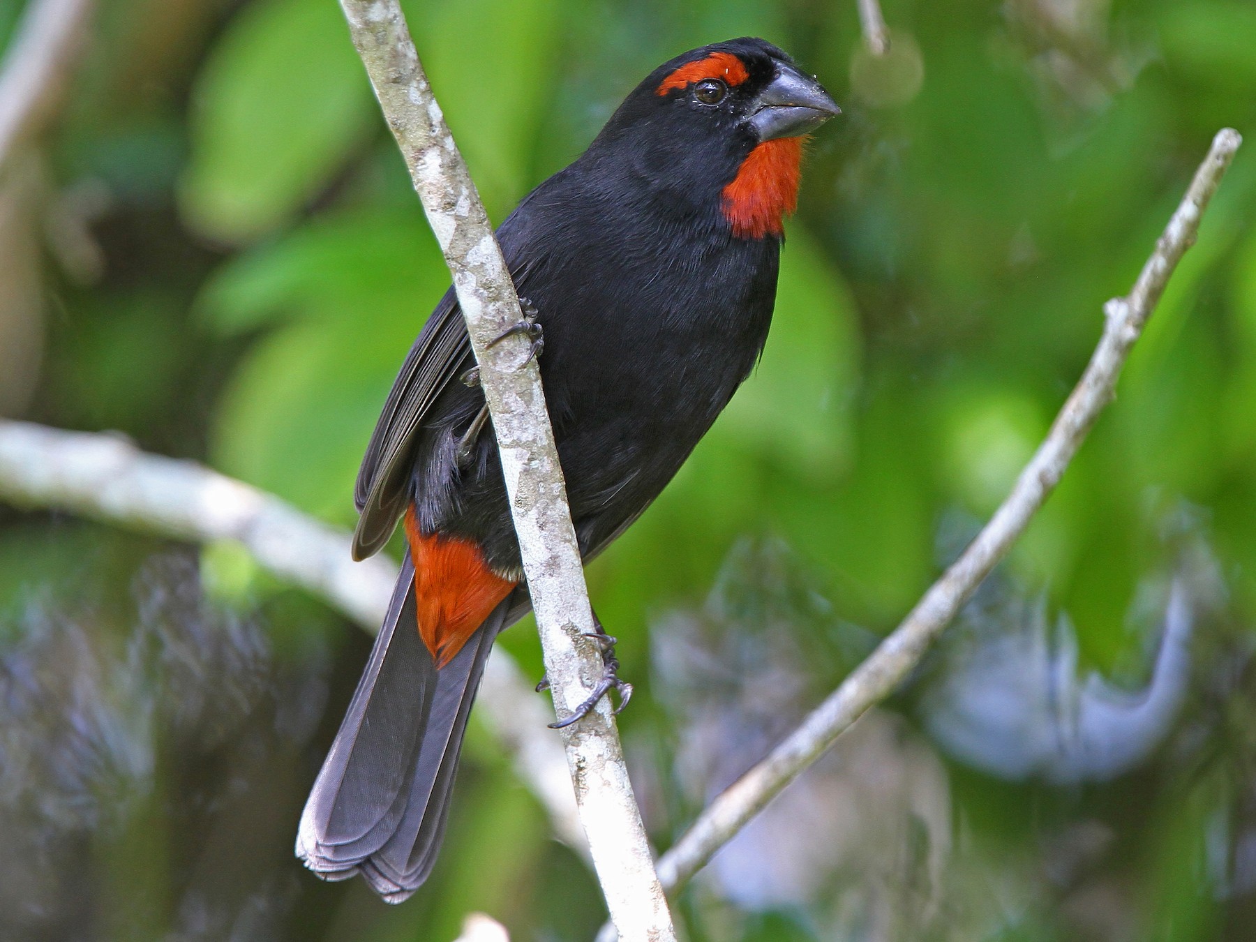 Greater Antillean Bullfinch - eBird