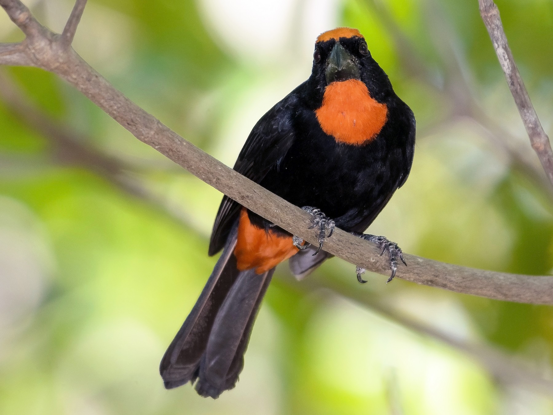 Puerto Rican Bullfinch - eBird