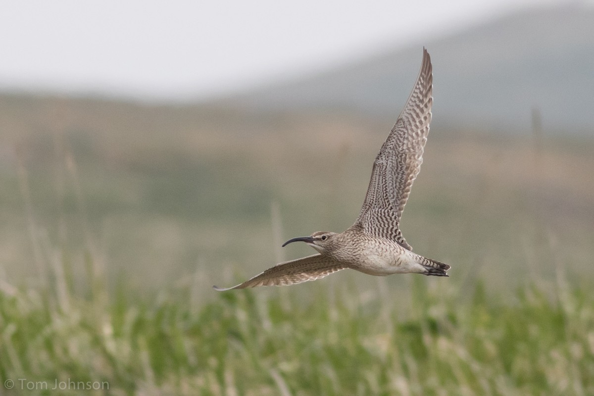 Whimbrel (Siberian) - eBird