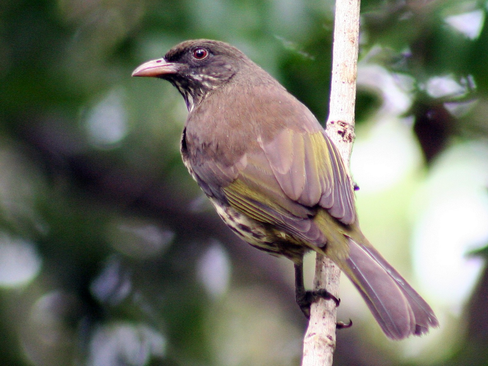 Palmchat - eBird
