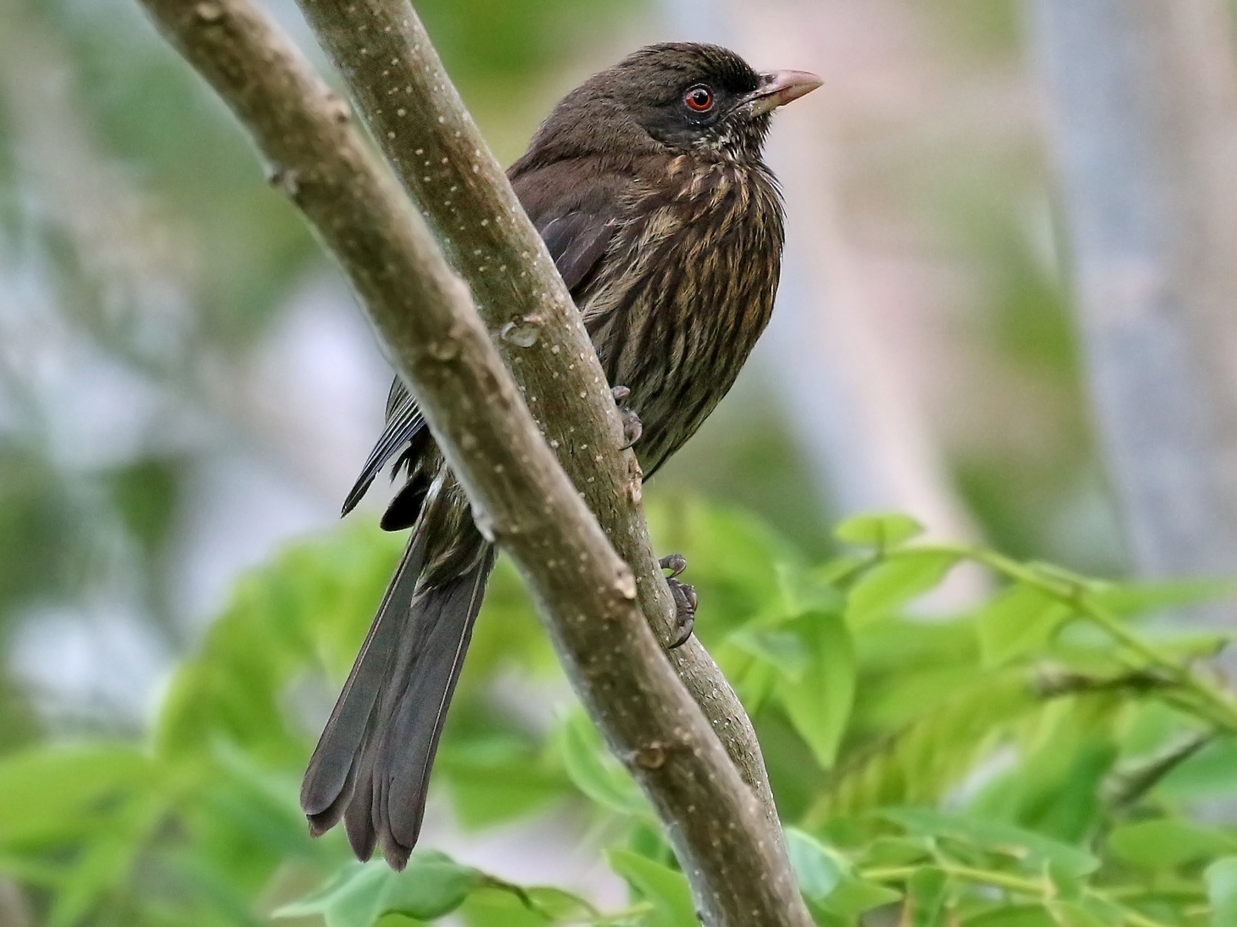 Palmchat - eBird