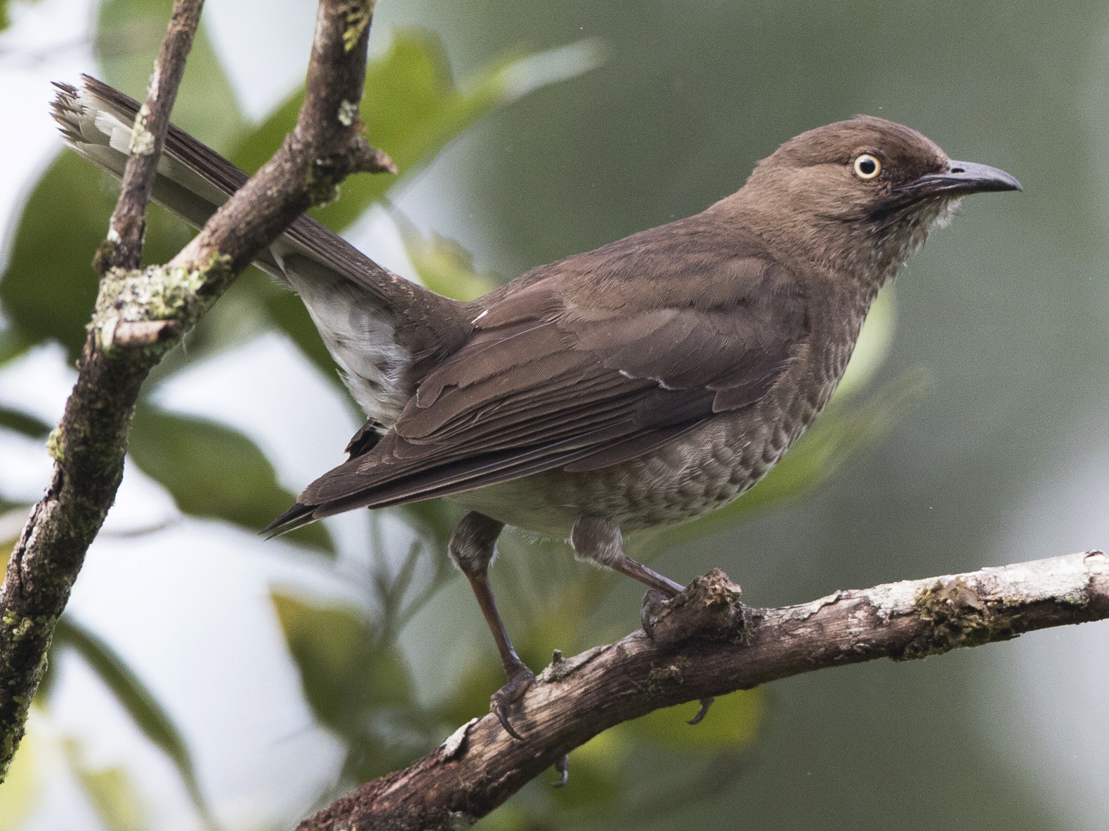 Pullu Çöpçü - eBird