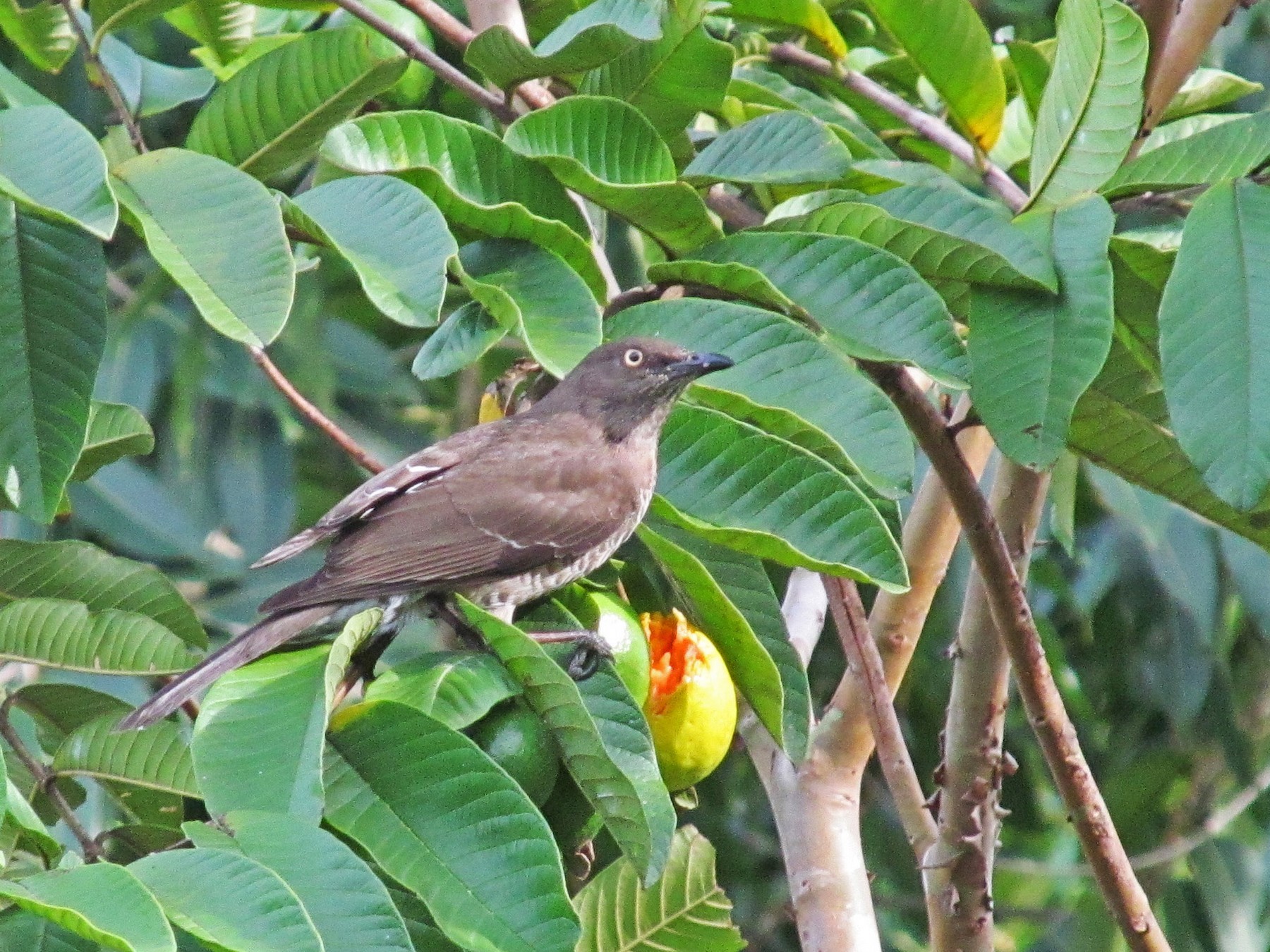 Pullu Çöpçü - eBird