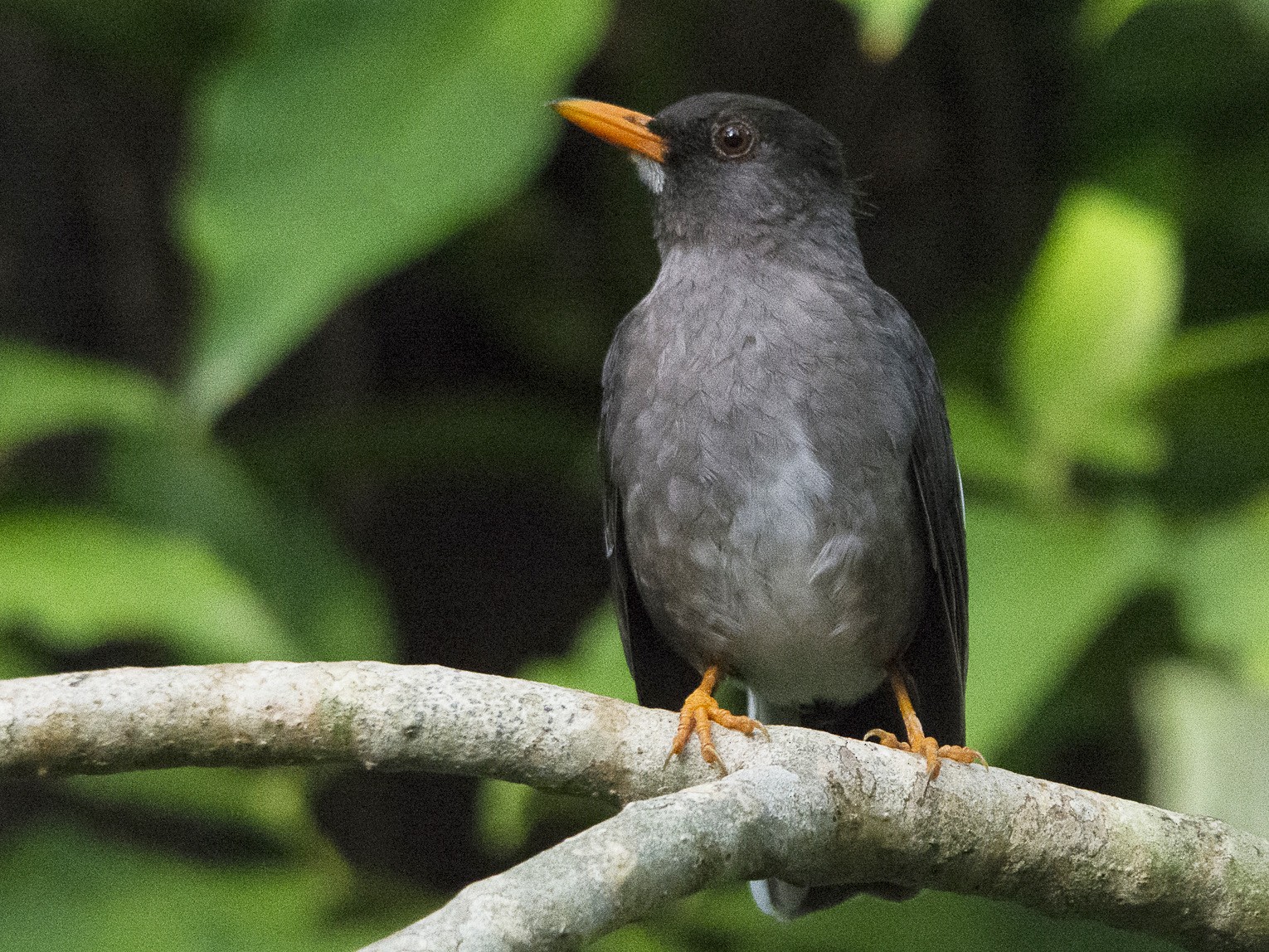 Merle à miroir - eBird