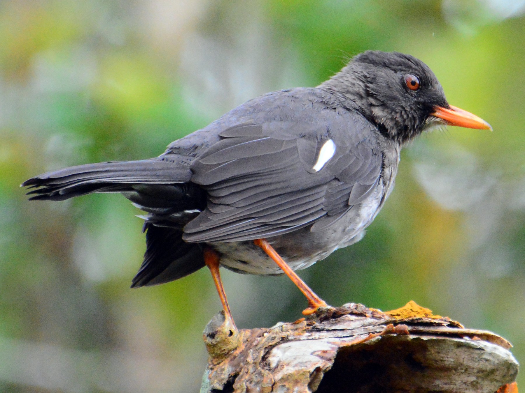 Merle à miroir - eBird