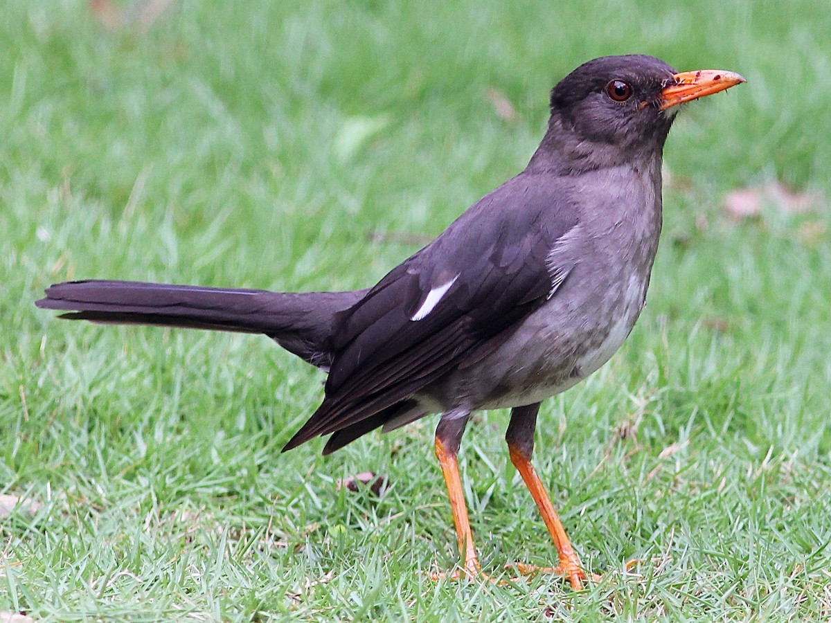 White-chinned Thrush - Turdus aurantius - Birds of the World