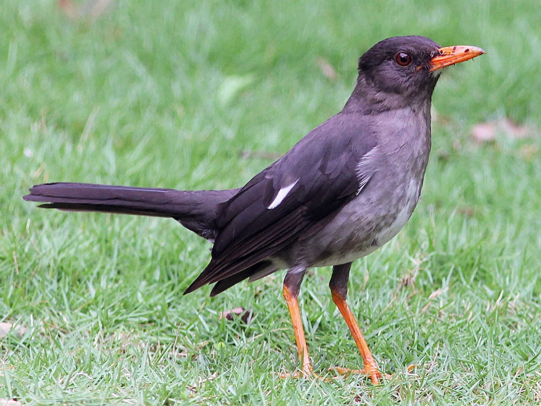 Merle à miroir - eBird
