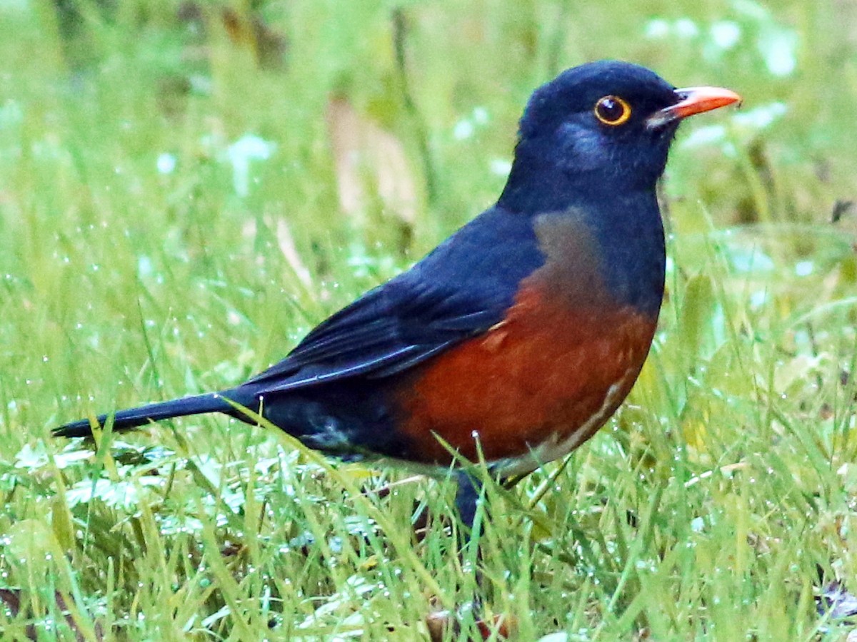 La Selle Thrush - Turdus swalesi - Birds of the World