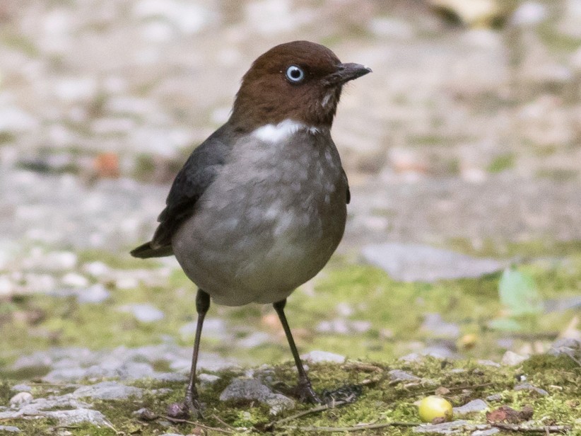 White-eyed Thrush - eBird