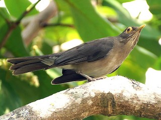 Spectacled Thrush - eBird