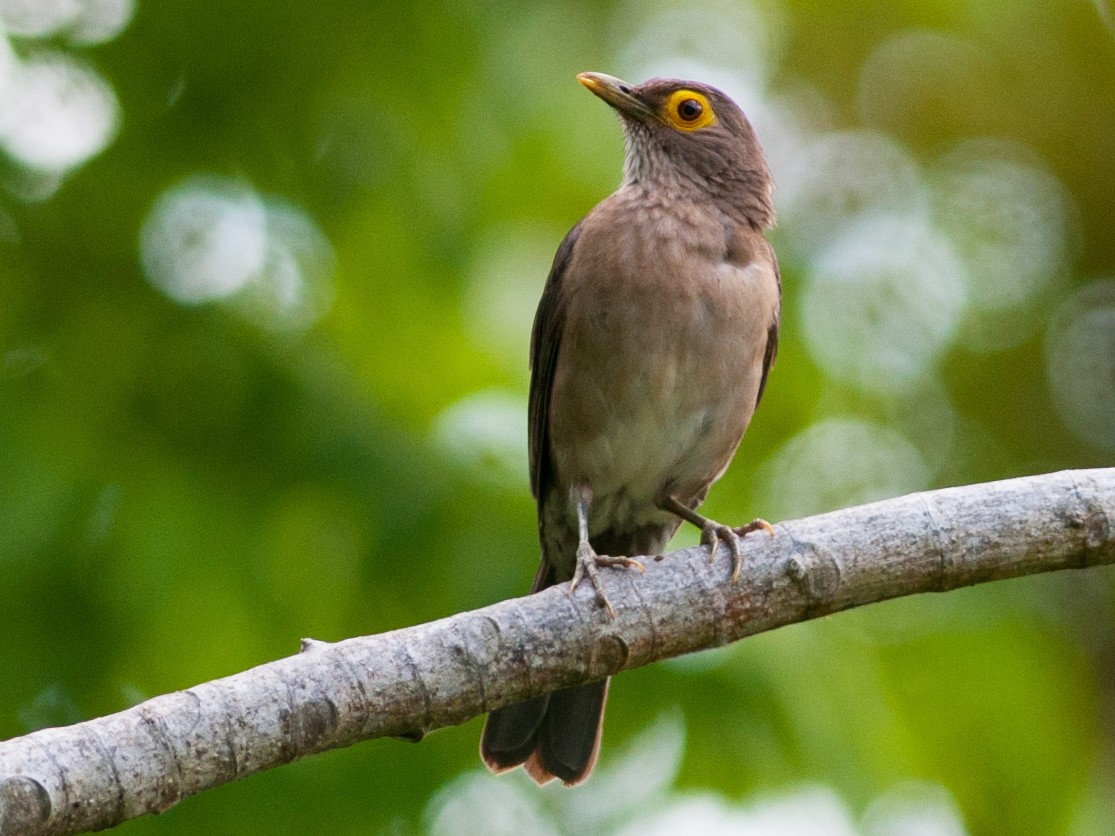 Spectacled Thrush - eBird
