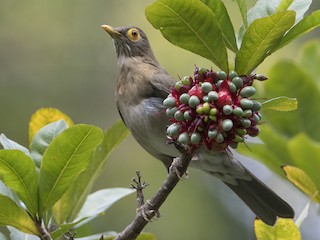 Spectacled Thrush - eBird