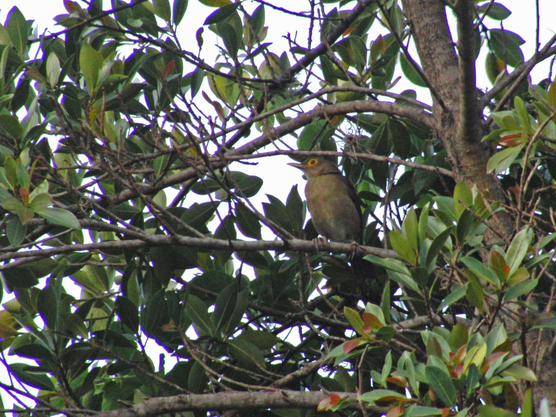 Zorzal Caripelado - eBird
