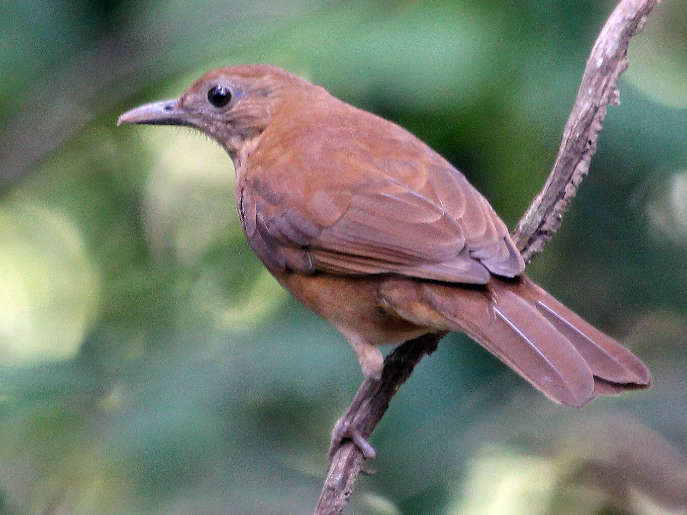 Cocoa Thrush - eBird