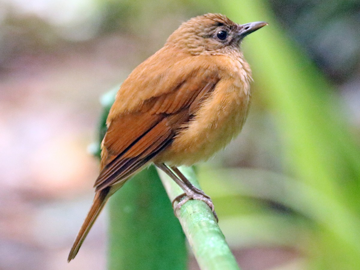 Cocoa Thrush - Turdus fumigatus - Birds of the World