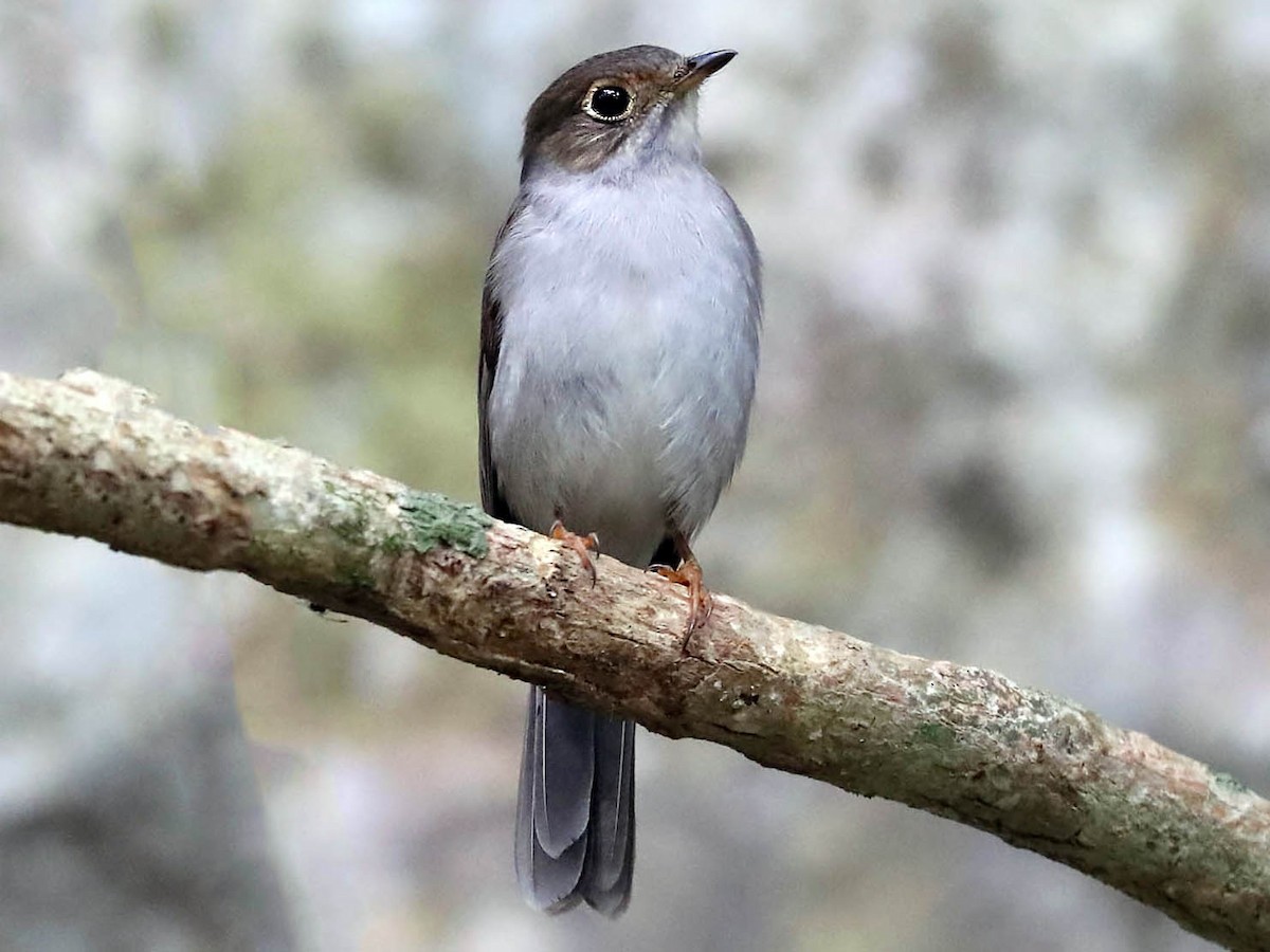 Cuban Solitaire - Myadestes elisabeth - Birds of the World