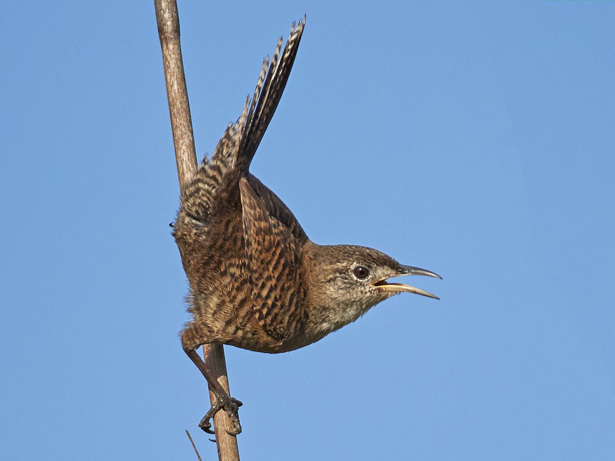 Zapata Wren - Ferminia cerverai - Birds of the World