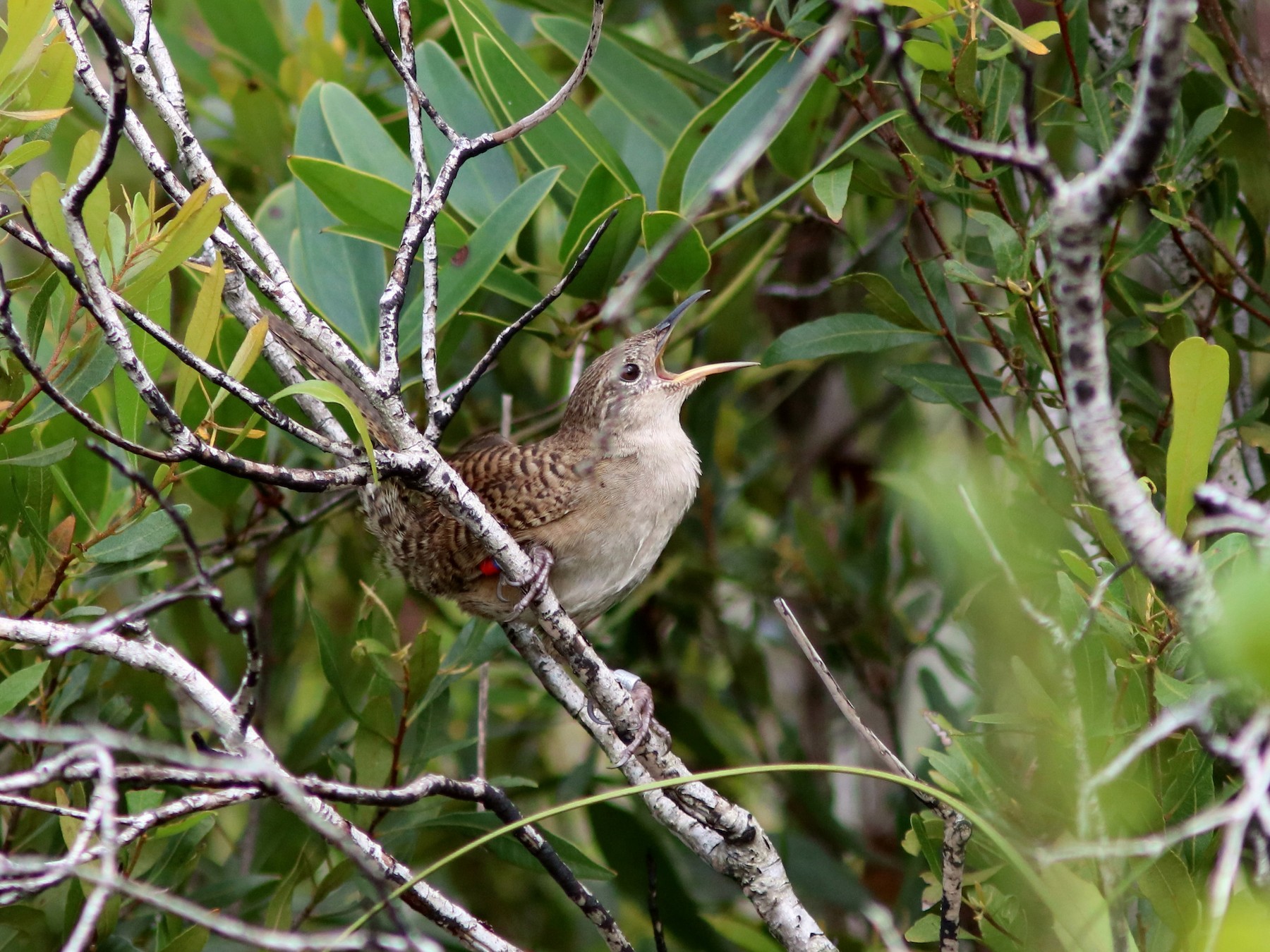 Zapata Wren - eBird