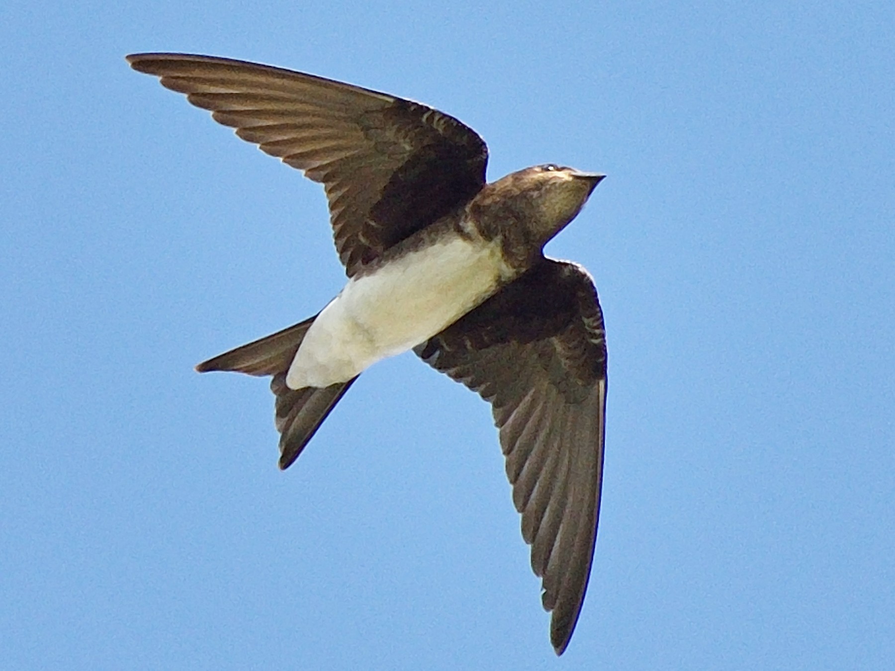 Caribbean Martin - eBird