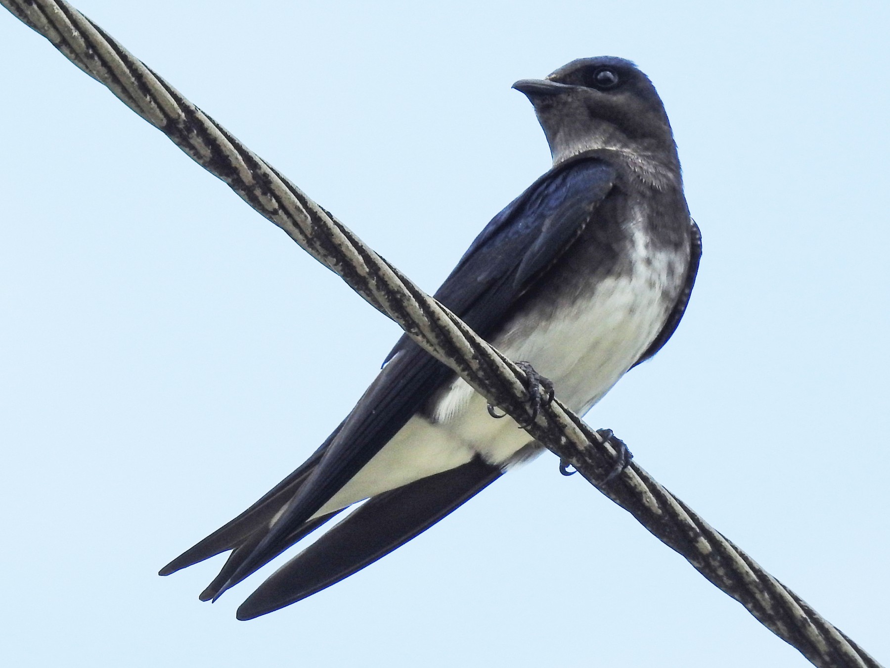 Caribbean Martin - eBird