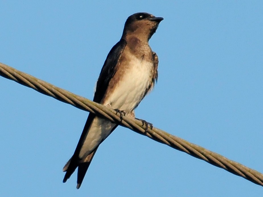 Cuban Martin - eBird