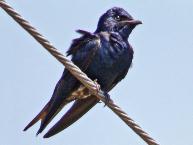 Photos - Cuban Martin - Progne cryptoleuca - Birds of the World