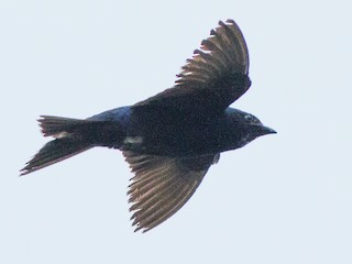 Cuban Martin - eBird