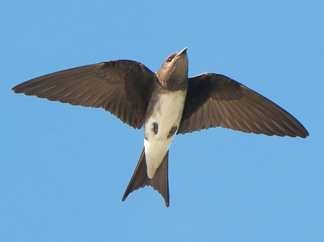 Golondrina cubana - eBird