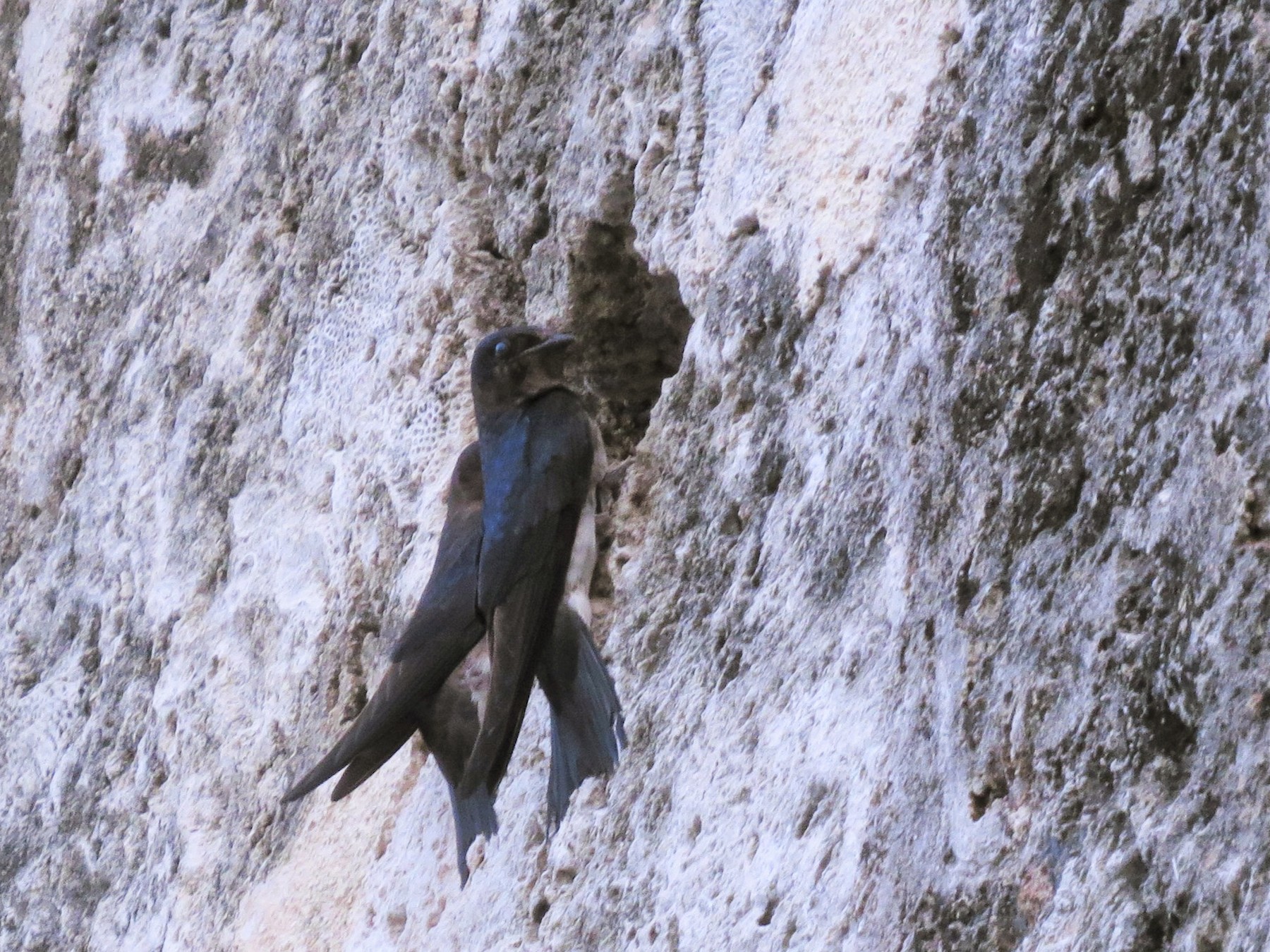 Cuban Martin - eBird
