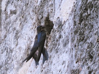 Cuban Martin - eBird