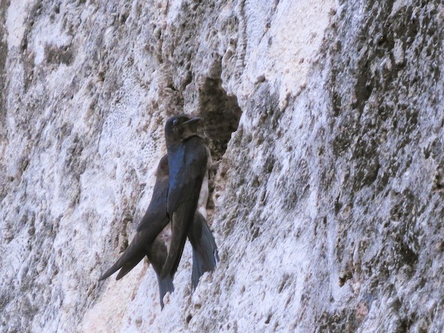 Photos - Cuban Martin - Progne cryptoleuca - Birds of the World