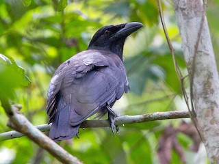 Jamaican Crow - eBird