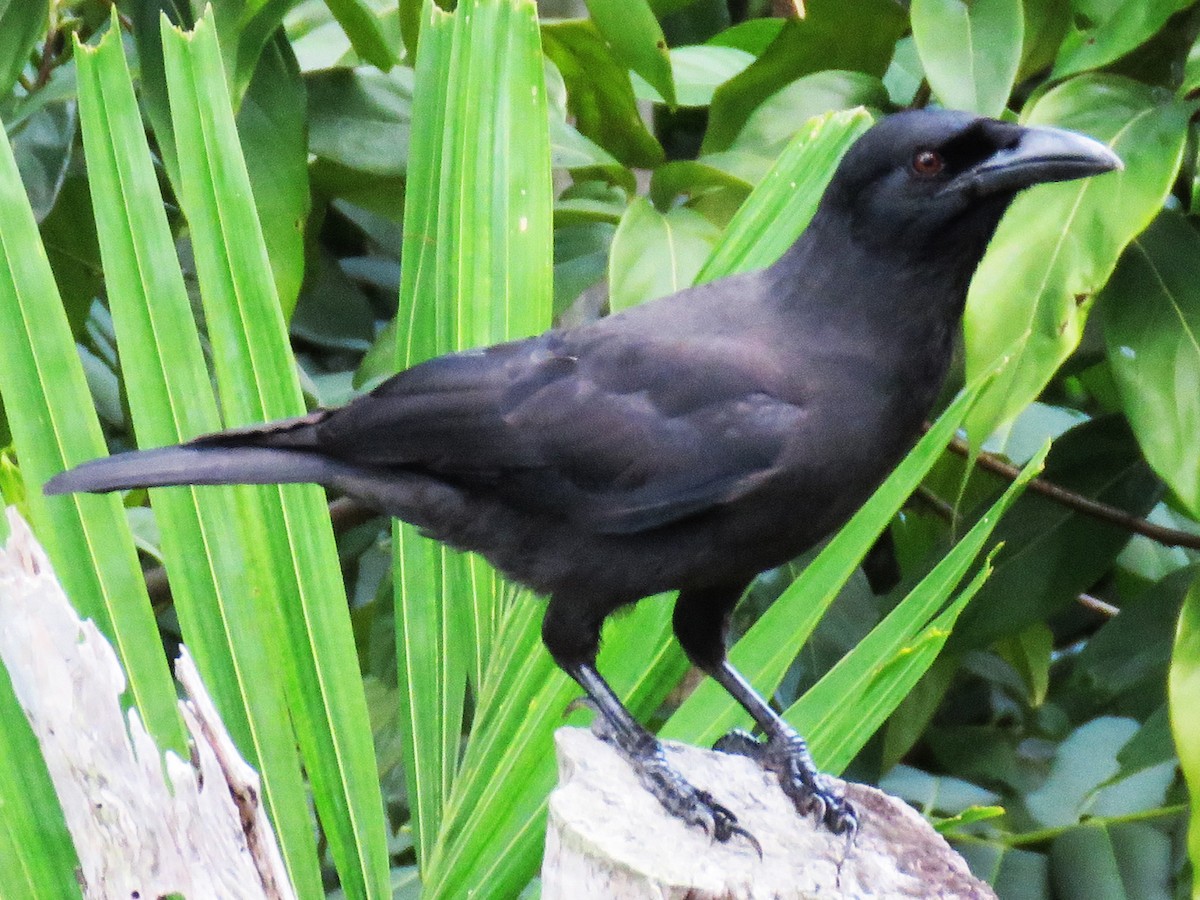 Jamaican Crow - Corvus jamaicensis - Birds of the World