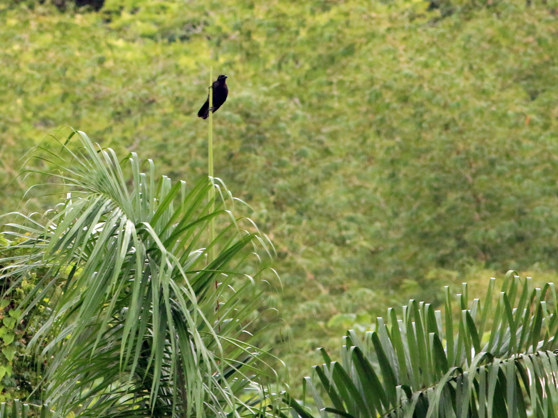 Jamaican Crow - eBird