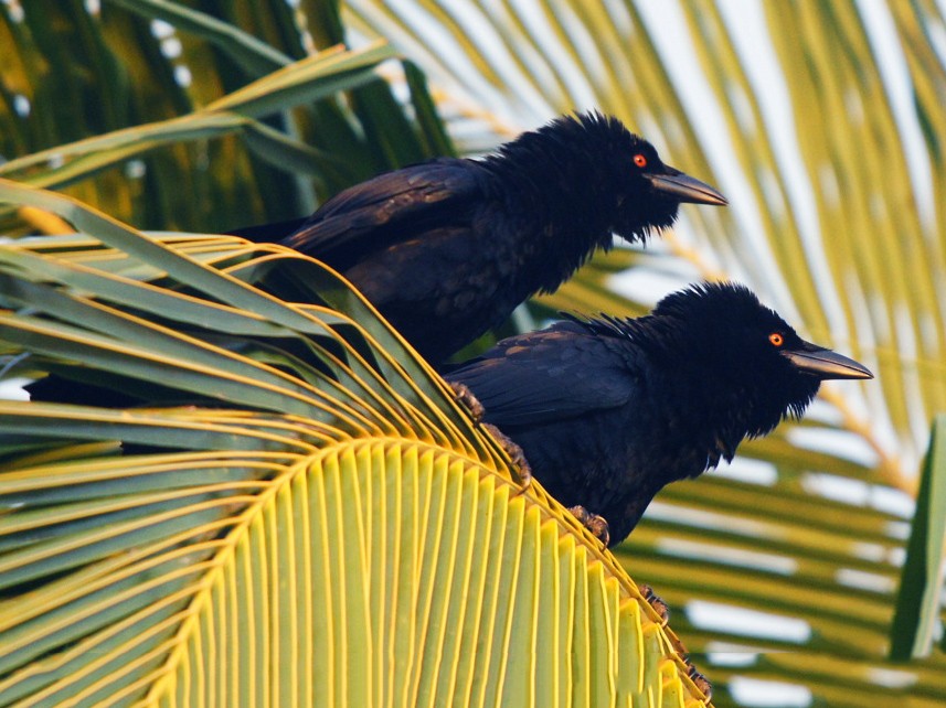 White-necked Crow - eBird