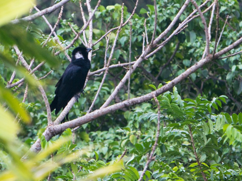 White-necked Crow - eBird