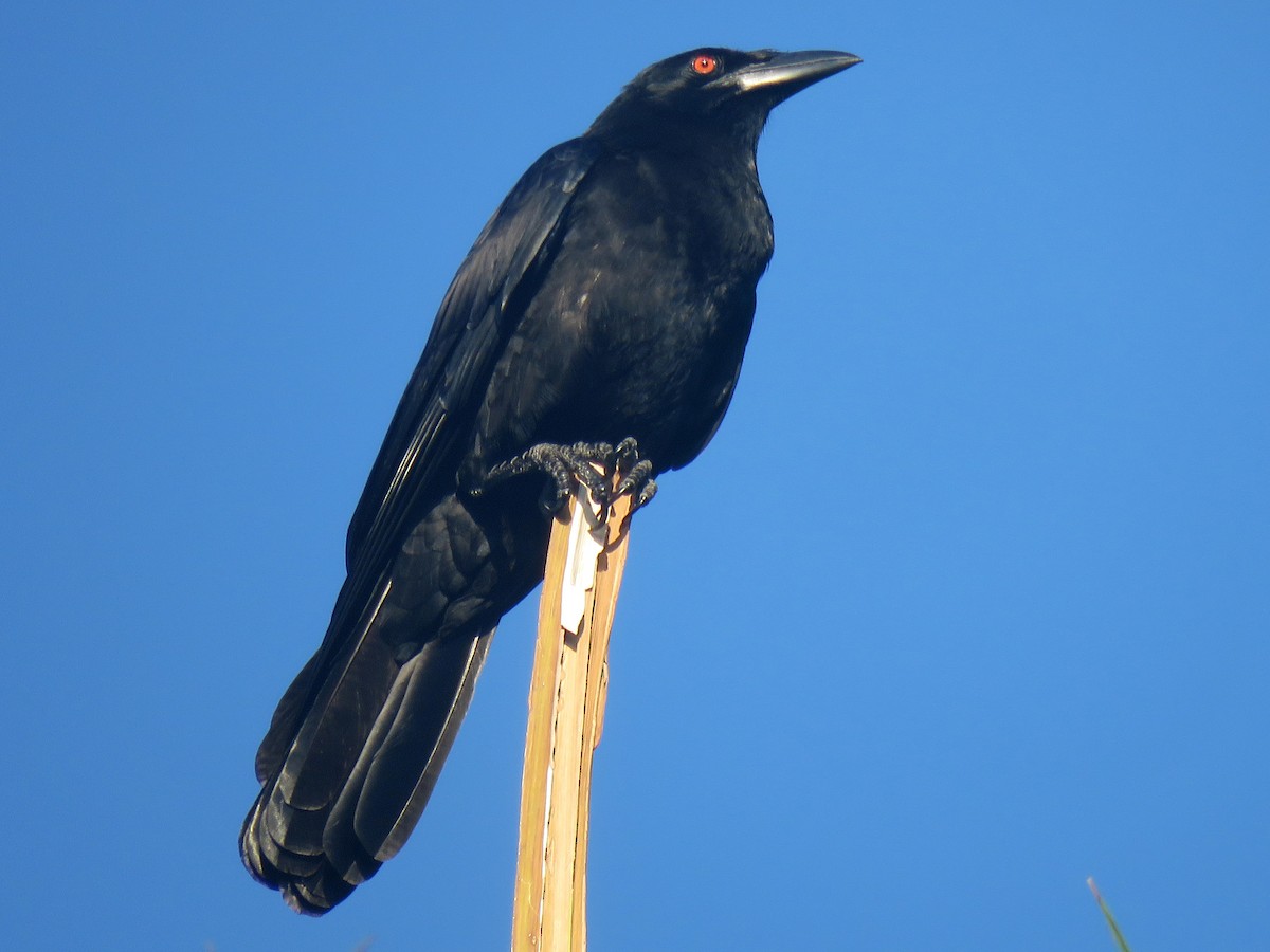 White-necked Crow - Corvus leucognaphalus - Birds of the World