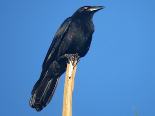 White-necked Crow - Corvus leucognaphalus - Birds of the World