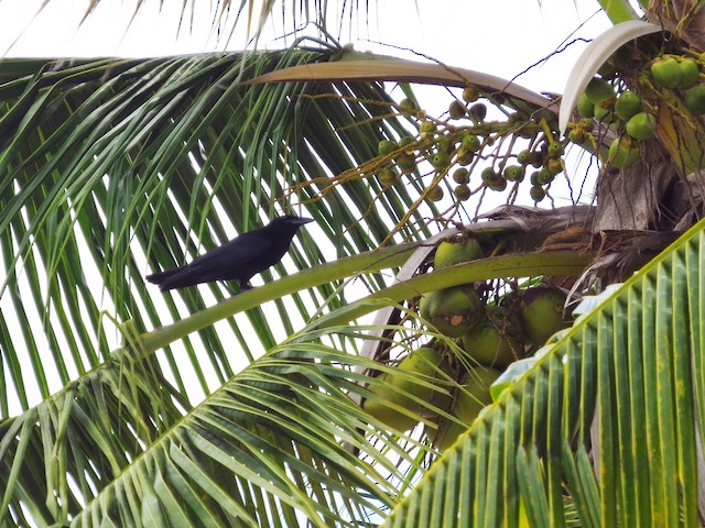Photos - Cuban Crow - Corvus nasicus - Birds of the World