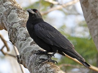 Cuban Crow - eBird