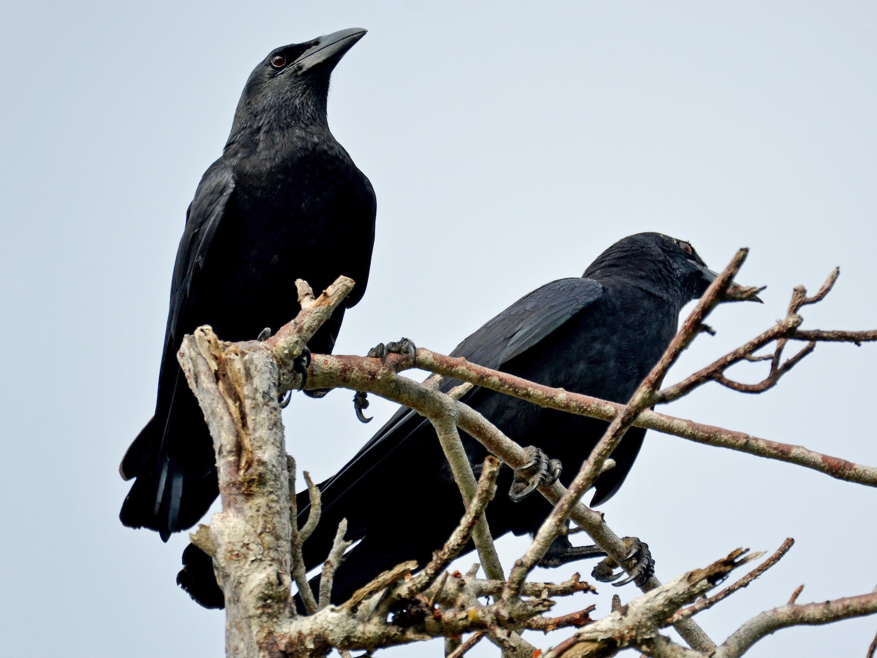 Cuban Crow - eBird