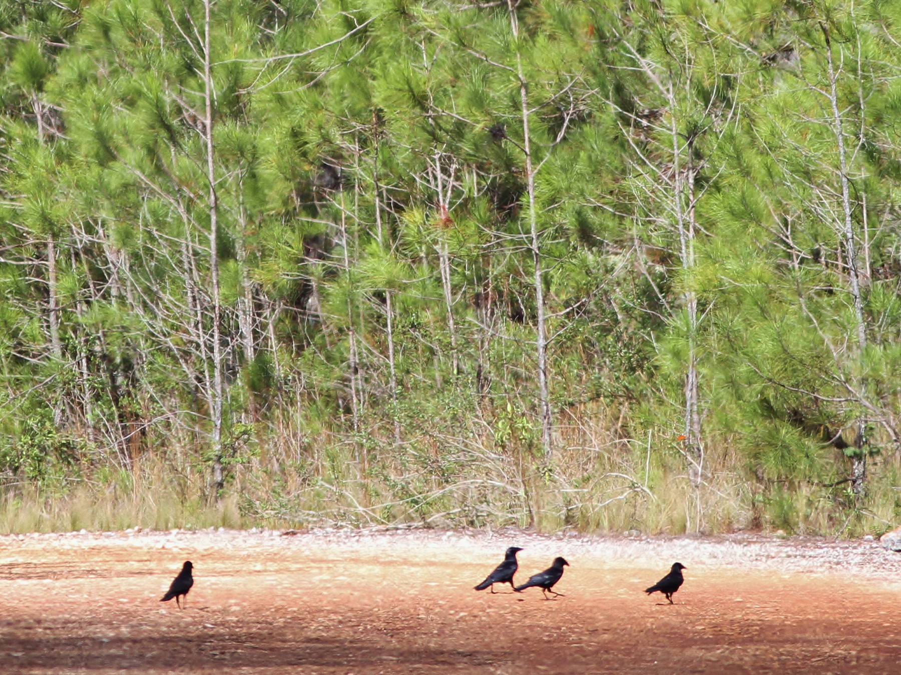 Hispaniolan Palm-Crow - eBird