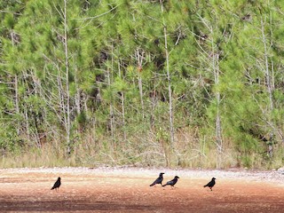 Hispaniolan Palm-Crow - eBird