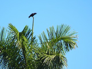 Cuervo palmero cubano - eBird