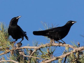 Hispaniolan Palm-Crow - eBird