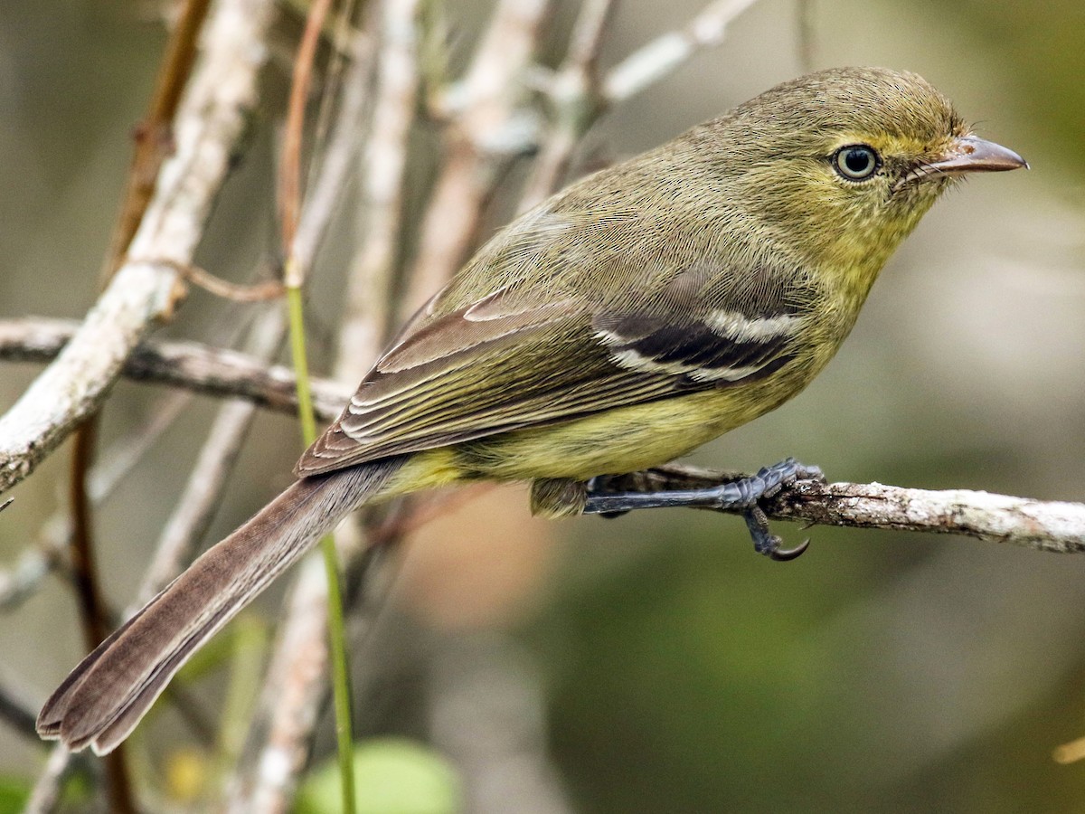 Flat-billed Vireo - Vireo nanus - Birds of the World