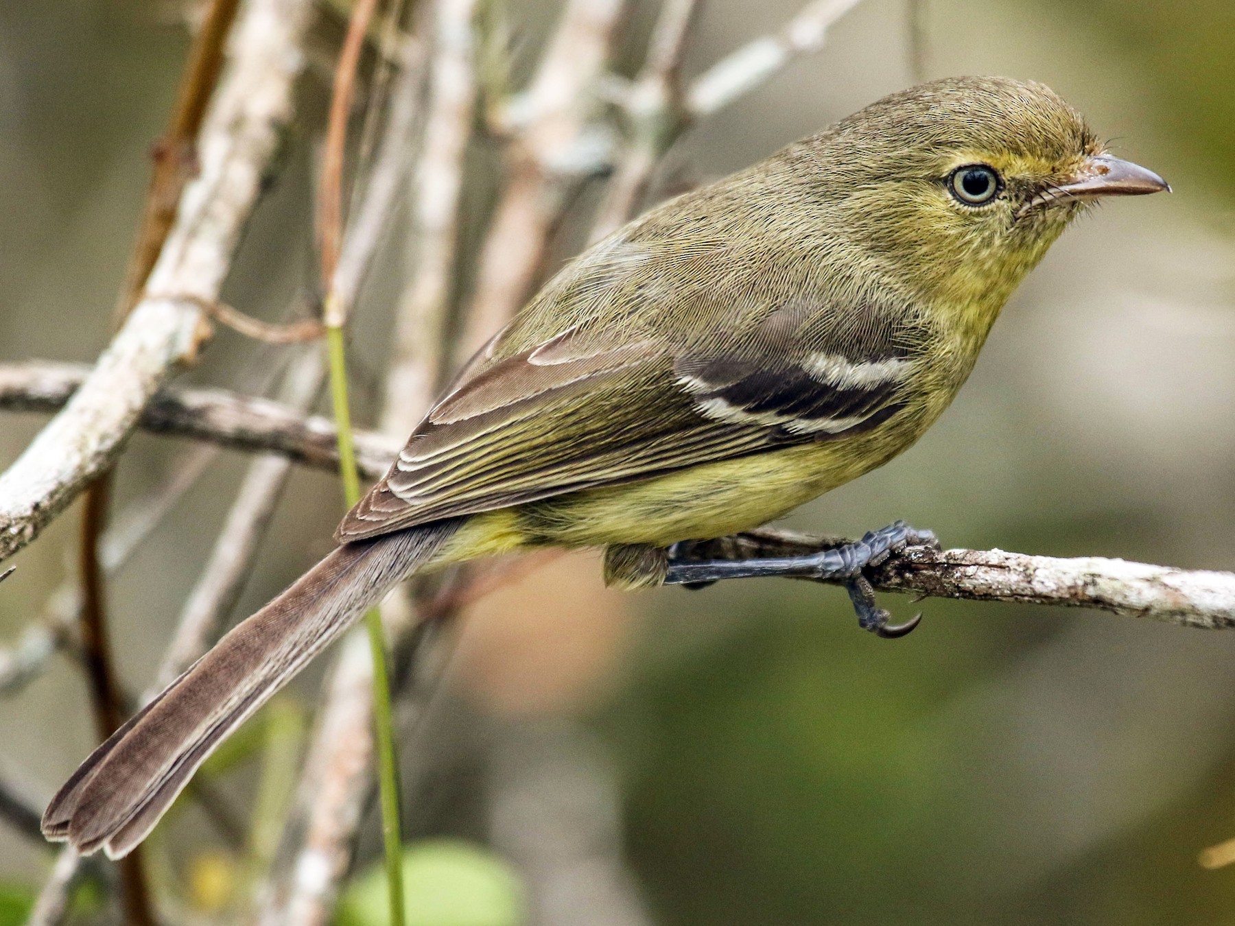 Flat-billed Vireo - eBird