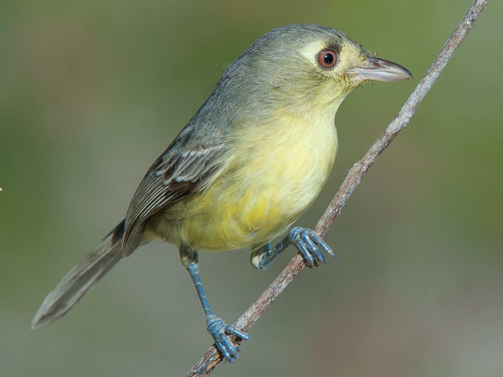 Cuban Vireo - eBird