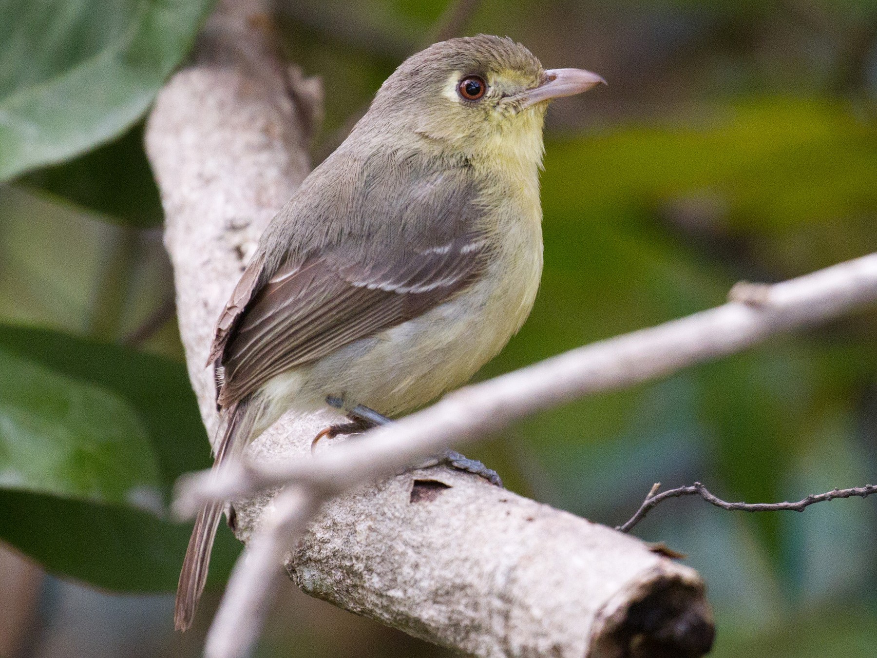 Cuban Vireo - eBird