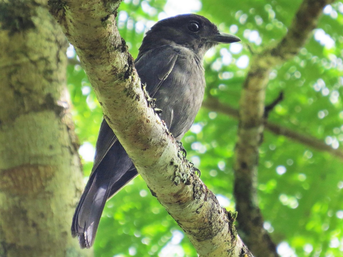 Jamaican Becard - Pachyramphus niger - Birds of the World